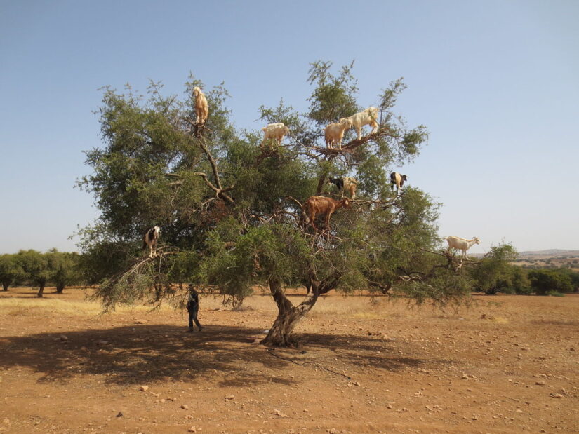 L’arganier, l’arbre qui fait reculer le désert marocain – 22-med
